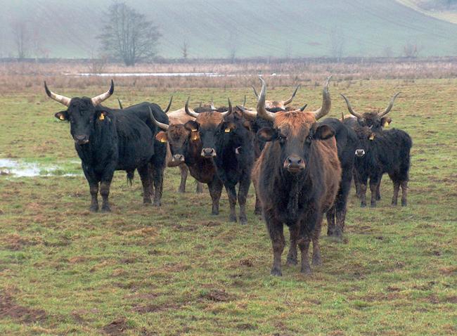Britain's 'Nazi Super Cows' Sent For Extermination | Breitbart