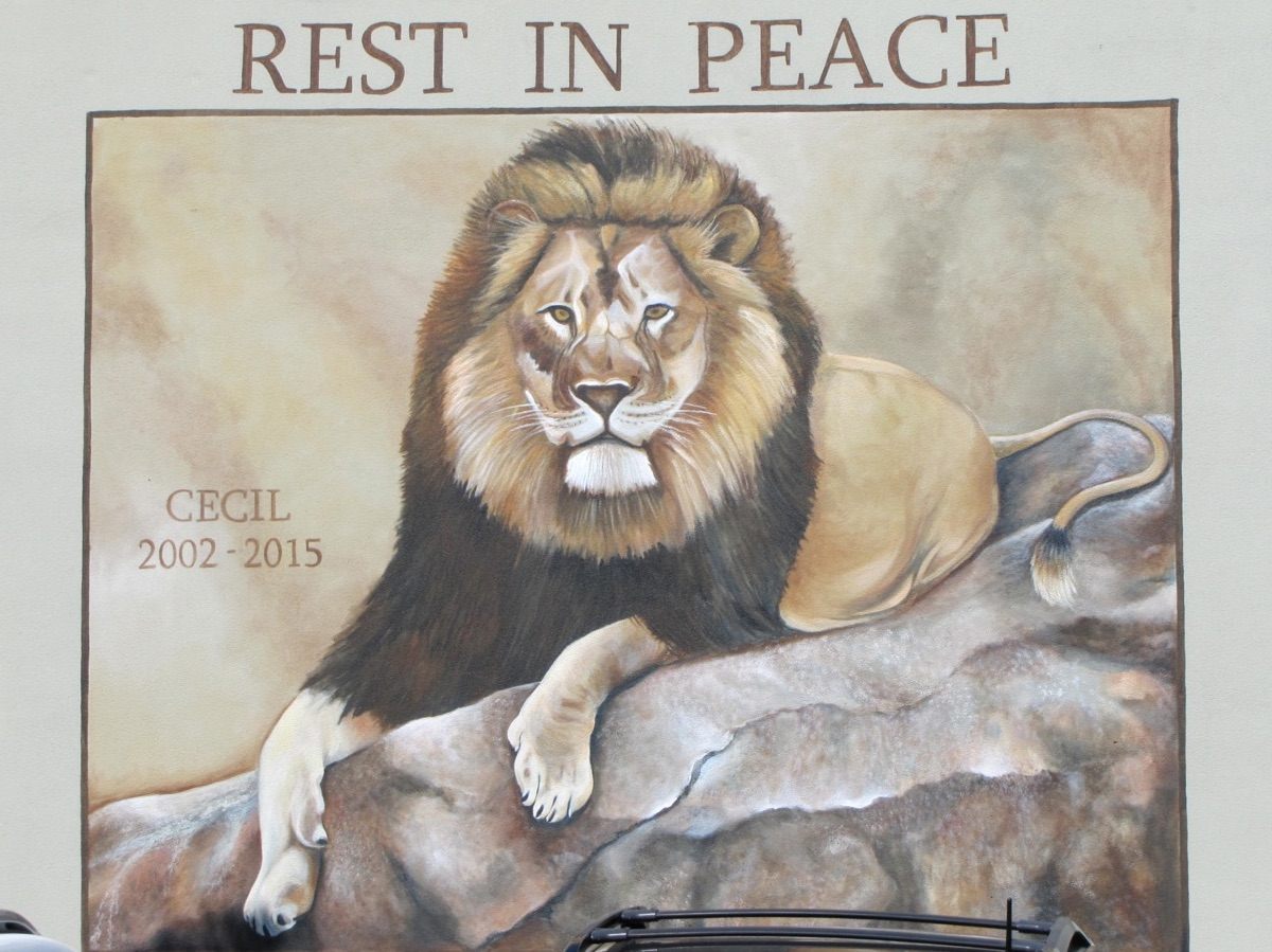 Cecil the Lion Immortalized in San Diego Mural