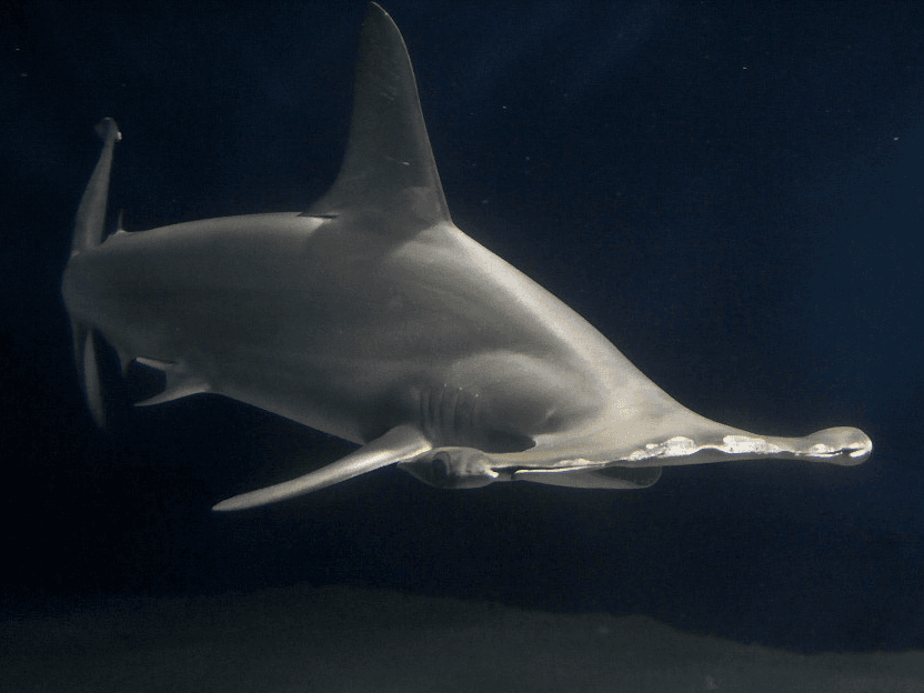 Second Hammerhead Sighting in Two Days in San Diego