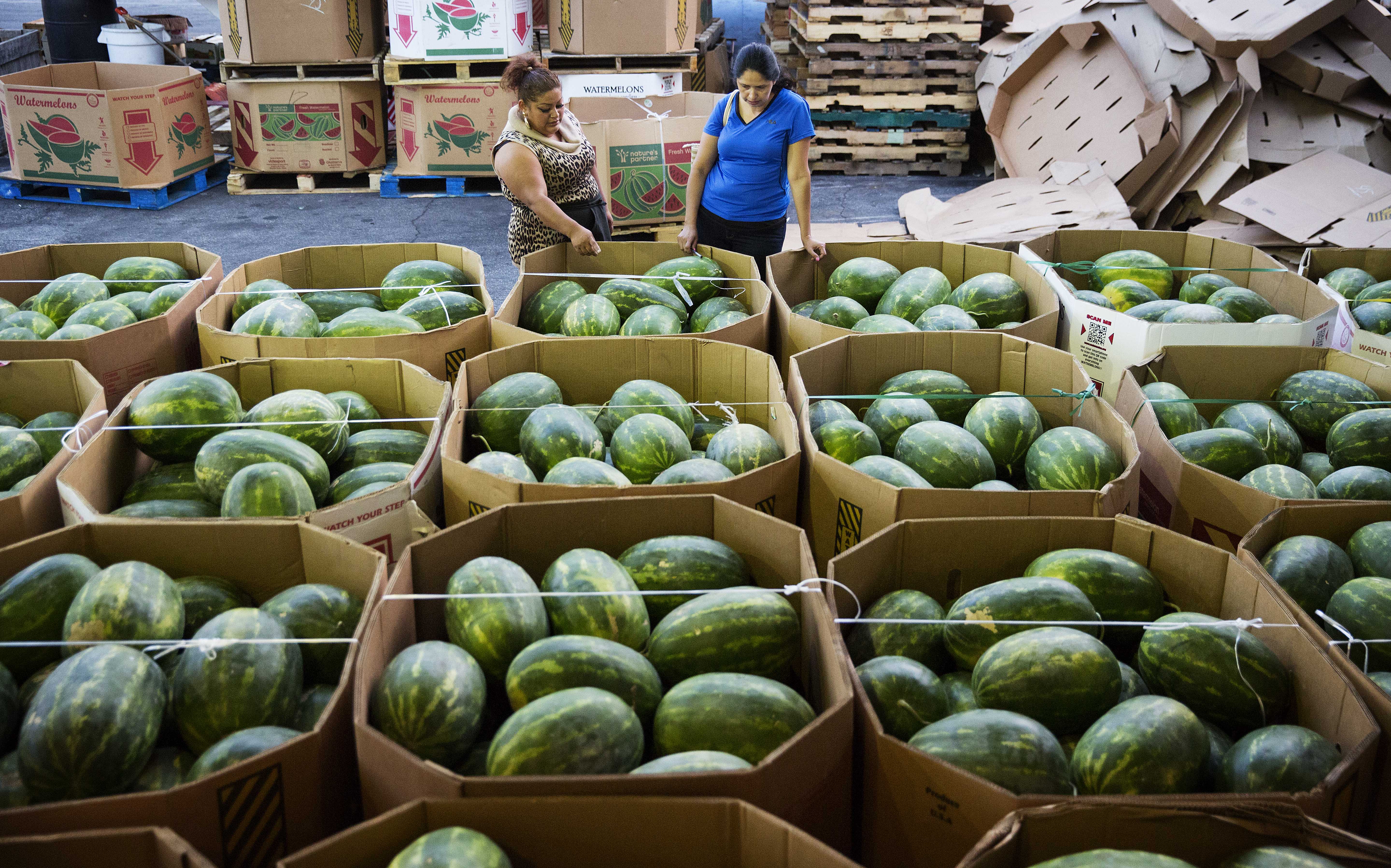 New Israeli Application Determines Taste of Watermelons