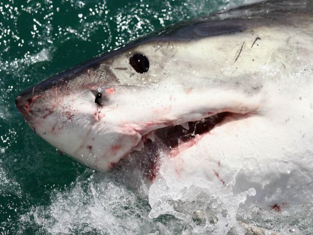 VIDEO: Kayaker Attacked by Great White Shark in Northern California