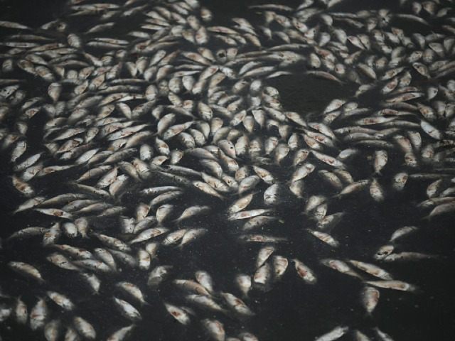 Thousands of Dead Fish Hit Texas Beach