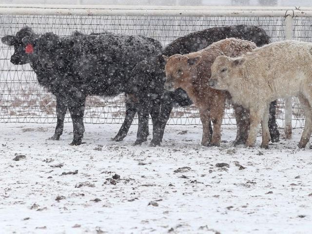Estimate: 30,000 Cows Killed in Texas Blizzard