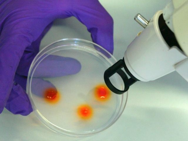 China 'Clone Factory' Scientist Eyes Human Replication