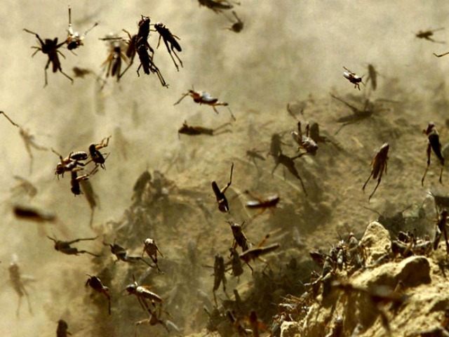 Yemen Prepares for Locust Swarms as Famine Threat Peaks