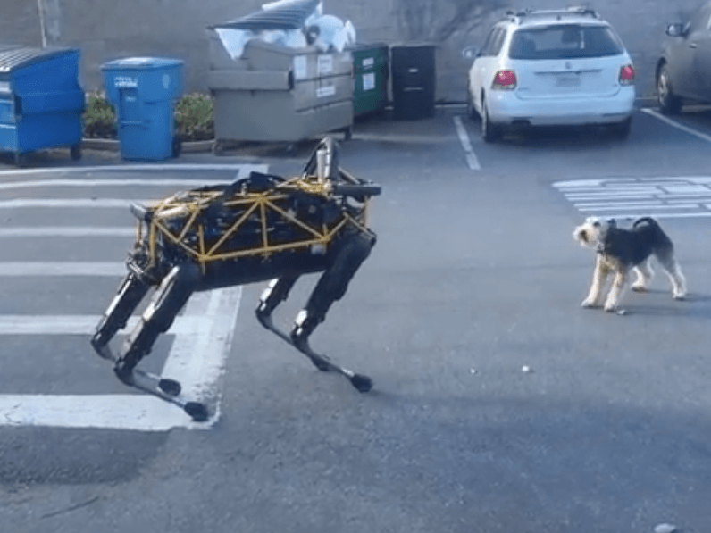 Google's Robot Dog Drives Real Dog Crazy