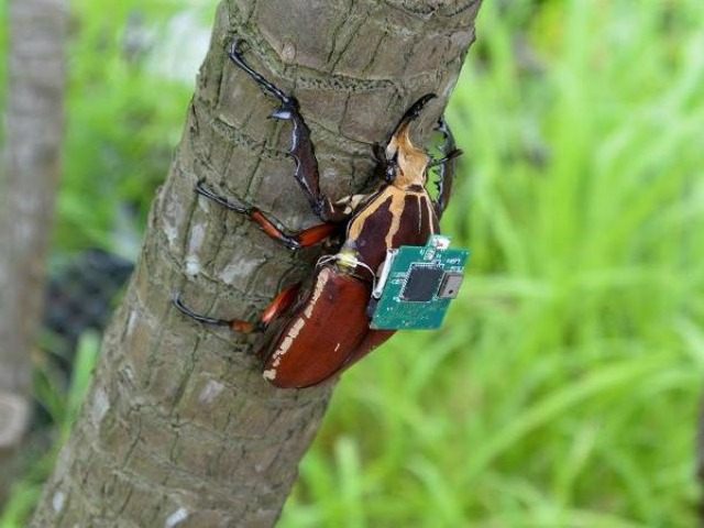 Remote-Controlled Insects Could Replace Drones