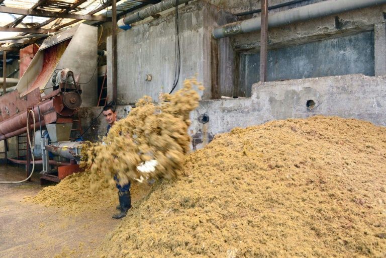 Dung, offal make clean gas at Costa Rica slaughterhouse - Breitbart