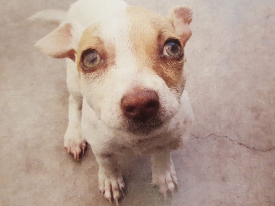 Man Arrested for Allegedly Getting Dog High on Meth, Heroin