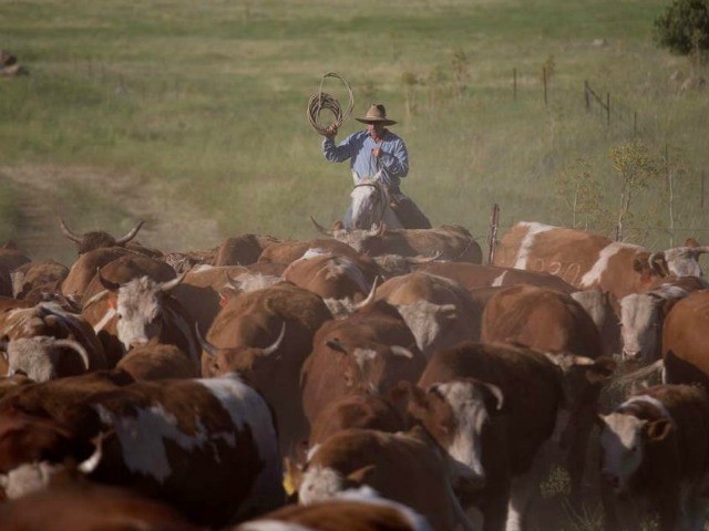 Israeli Cowboys Riding The Golan Heights Frontier