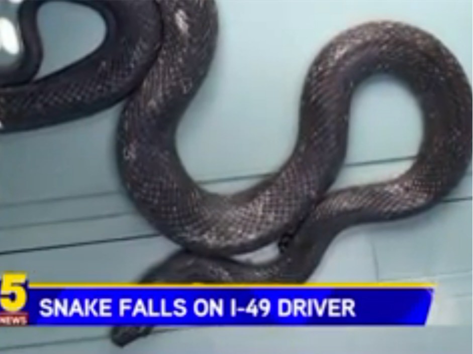 Four-Foot-Long Snake Fell Onto Arkansas Woman As She Was Driving