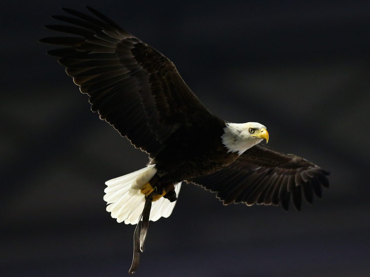 Bald Eagle Makes Break for Freedom at Dodger Stadium on July 4