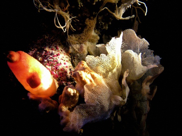 Ancient Shellfish Used for Purple Dye Disappeared From Eastern ...