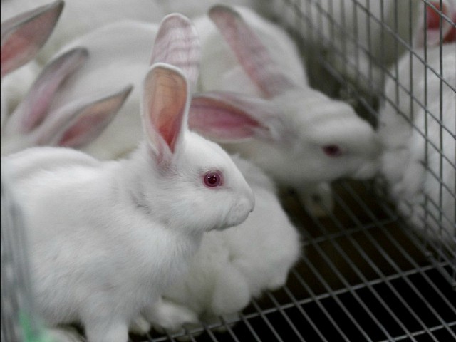 Venezuela: Maduro Regime Introduces Rabbit Farming to Fight Mass ...