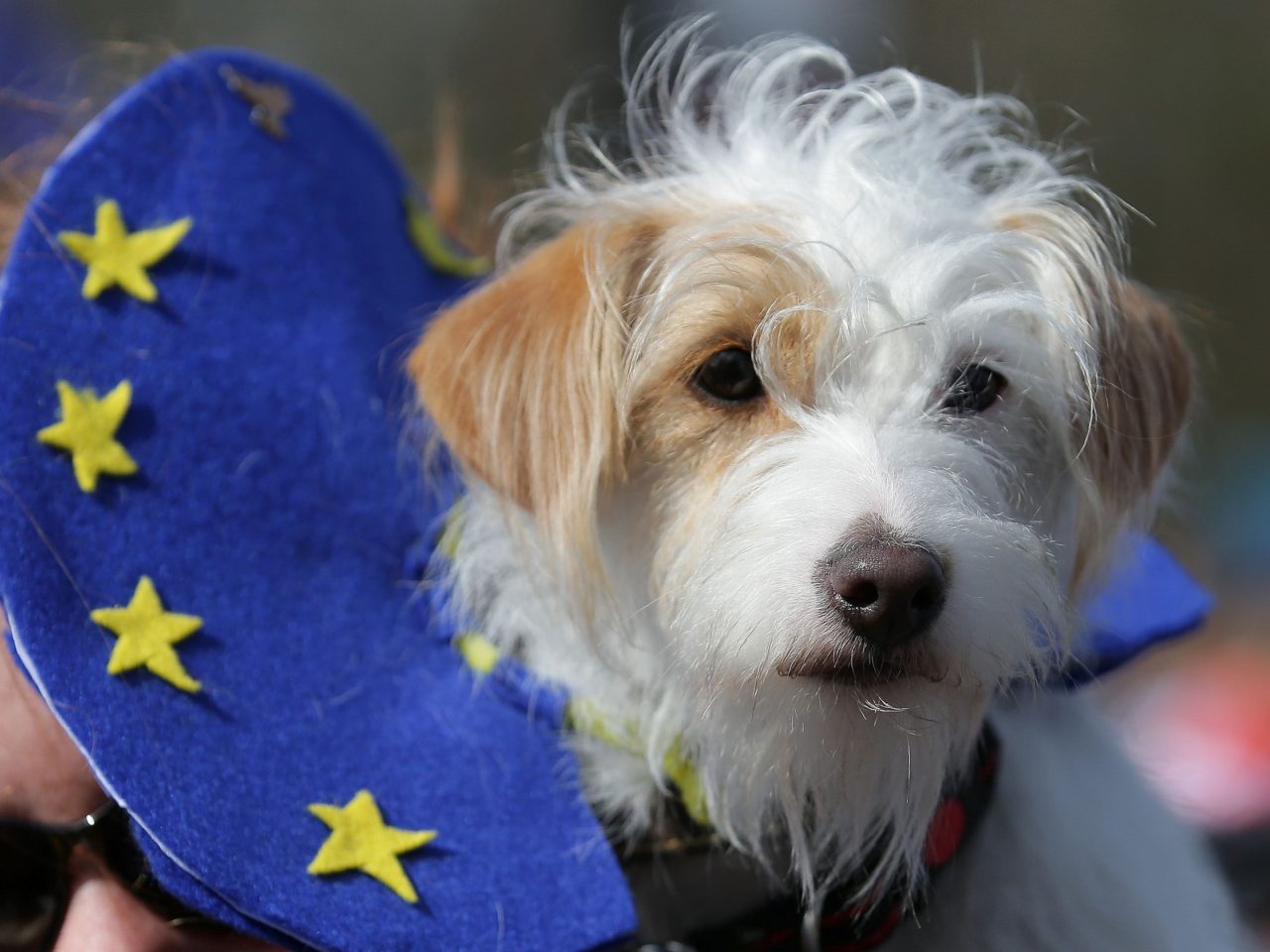 The Fakest News Story of the Year: Oppose Brexit or the Puppy Gets It
