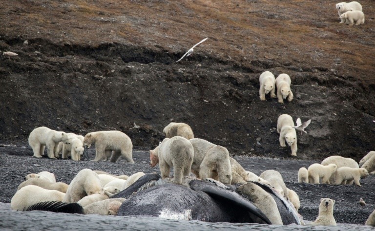 Polar bears crowd on Russian island in sign of Arctic change - Breitbart