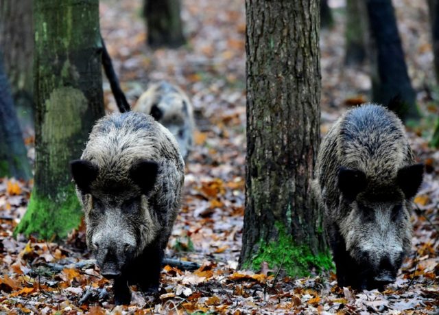 The new Berliners: wild boars thrive in German capital - Breitbart