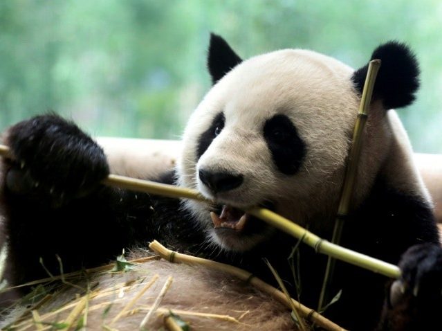 Chinese firm turns panda poop into toilet paper - Breitbart