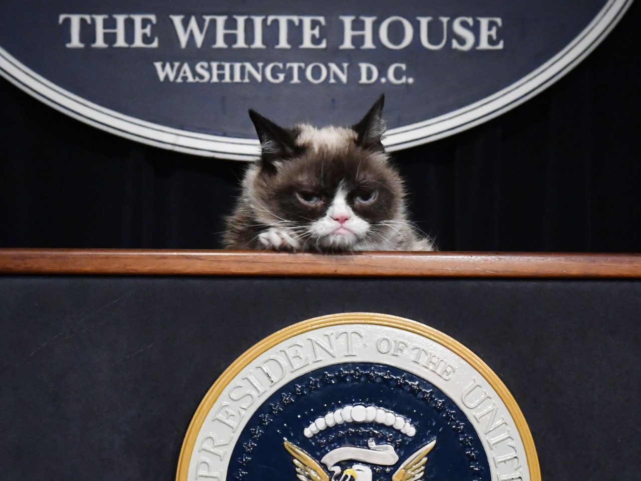 Orange County Jury Awards ‘Grumpy Cat’ $710K in Trademark Violation