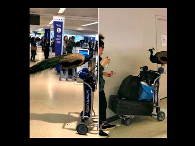 United Airlines Denies Passenger's Request to Bring 'Emotional Support ...