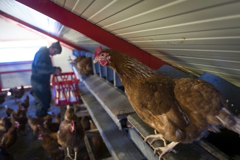 Carrefour's chicken blockchain set to lay eggs - Breitbart