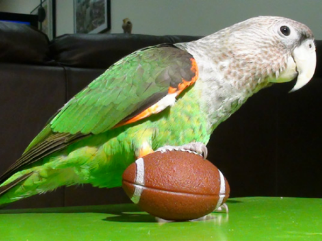 PETA Claims Buccaneers Use of Parrot for NFL Draft Puts Bird in Danger