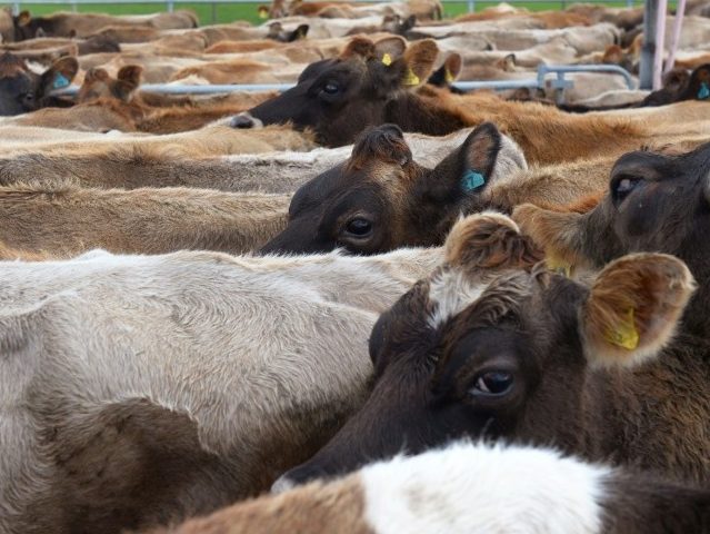 Venezuela Moves to Nationalize Cattle amid Food Crisis