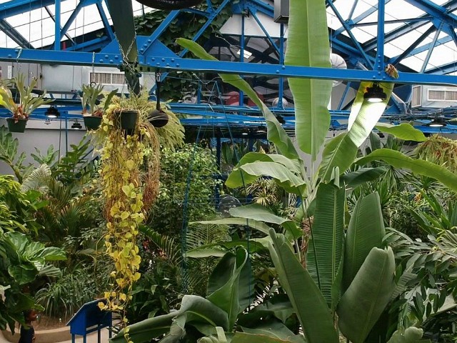 Police: $40,000 Insect, Lizard Heist at Philly Insectarium Was an ...