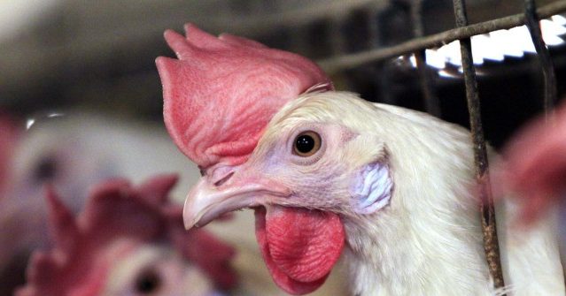 Tyson Foods Gives $60 Million Bonuses to Truckers, Frontline Workers