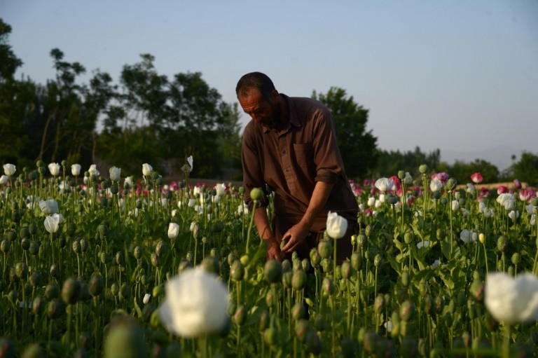Afghan opium producers hit hard by drought in 2018 - Breitbart