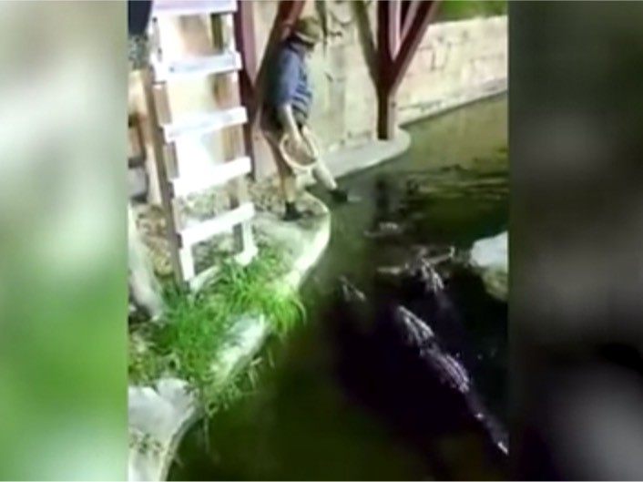Watch: Alligator Handler Falls into Alligator Pool After Rope Swing Breaks