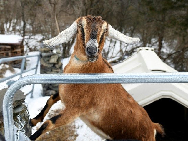 Vermont Swears in Goat Mayor