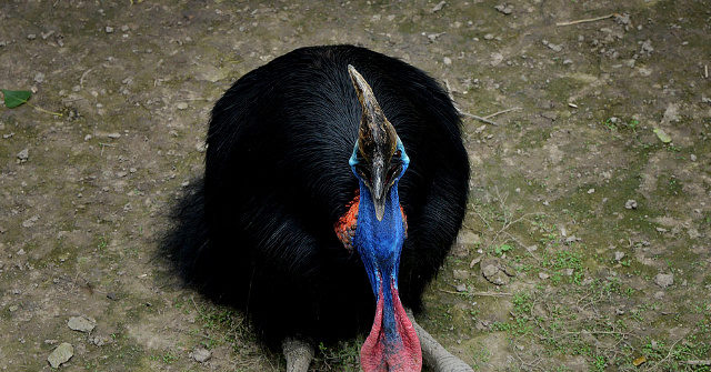 Florida Man Killed By ‘World's Most Dangerous Bird’