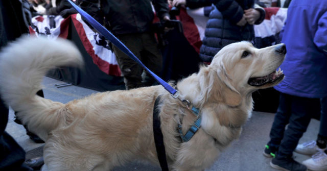 Poll: Elizabeth Warren’s Dog Bailey Wins the Best Pooch Name Survey