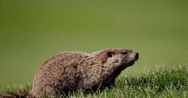 Mongolian Couple Dies of Bubonic Plague After Eating Raw Marmot Kidney