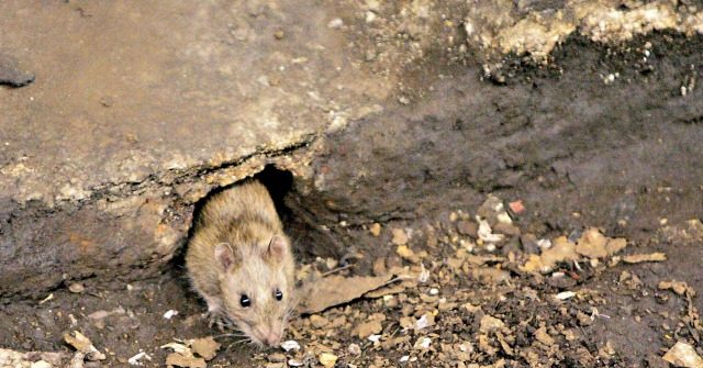 Baltimore Sun: Trump Is a Rat for Citing Problem Newspaper Documented