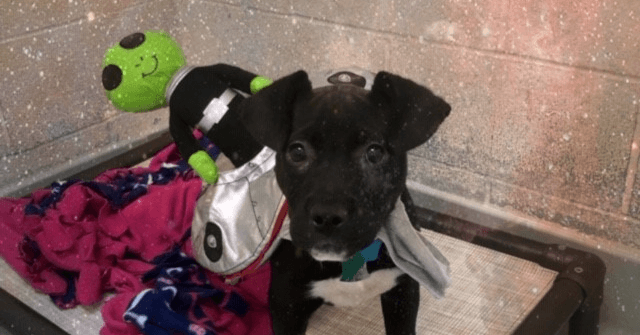Animal Shelter Thanks Responders to Viral Area 51-Themed Post