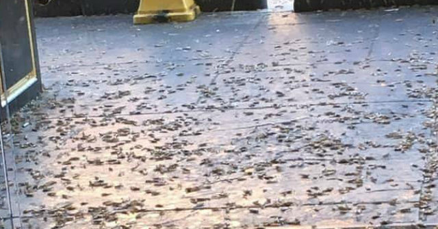 WATCH: Migratory Grasshoppers Invade Las Vegas