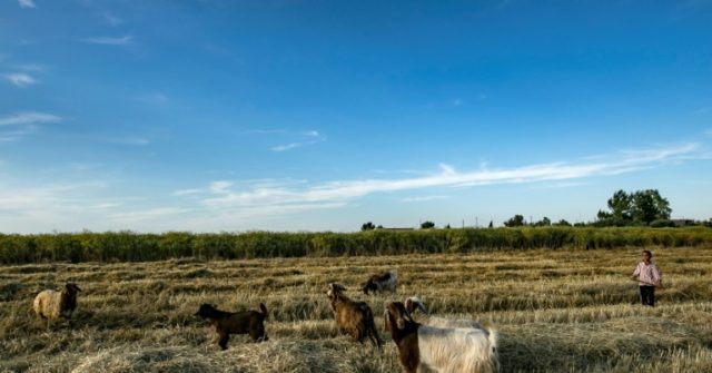 Feeling mehhh: goats bleat to reveal their emotions to friends - Breitbart