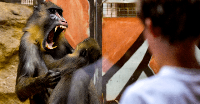 Woman Fights to Keep Monkeys as 'Emotional Support Animals'