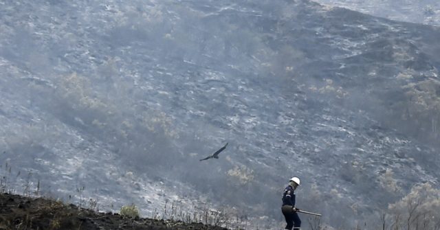 FARC Fuels Destruction of 1.5 Million Forest Acres in Colombia