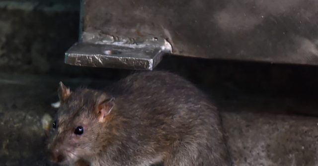 Video: Texas Rat Caught on Camera Leaping into Whataburger Deep Fryer