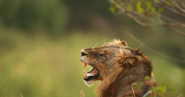 WATCH: Woman Appears to Taunt Lion in Exhibit at Bronx Zoo