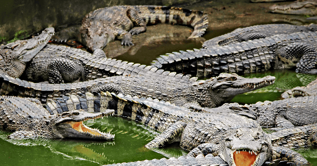Donald Trump Slams Claim of Alligator Moat at Border | Breitbart