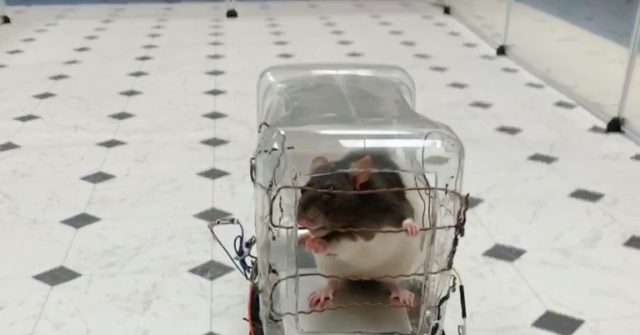 Rats trained to drive tiny cars find it relaxing, scientists report ...