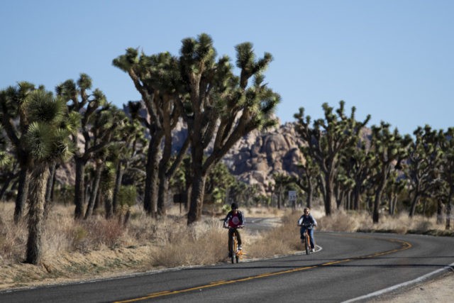 Conservationists seek protection of California Joshua trees - Breitbart Conservationists seek protection of California Joshua trees - Breitbart