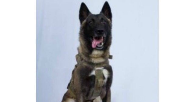 Combat Veterans Call for Hero Dog 'Conan' to Receive Purple Heart