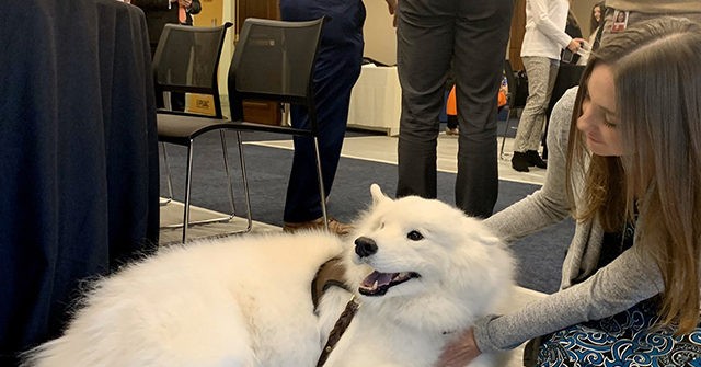 Therapy Dogs Sent to Capitol Hill as Impeachment Hearings Begin