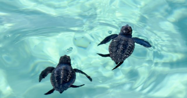 Turtles and tourists share the same beach on a Tunisian island - Breitbart
