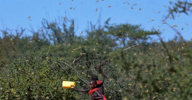 U.N. Provides $19 Million to East Africa to Help Tame Desert Locusts